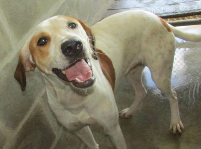 Merry PAWSmas: a pet adoption event | Newsarchives | yoursun.com