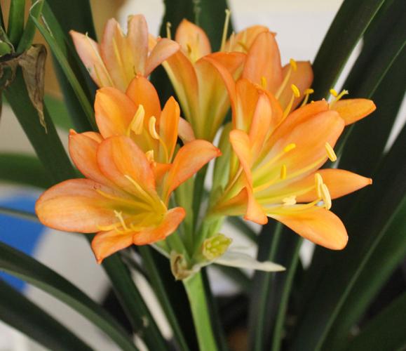 Garden Club ends season with Florida Master Naturalist, Jerry Waters ...