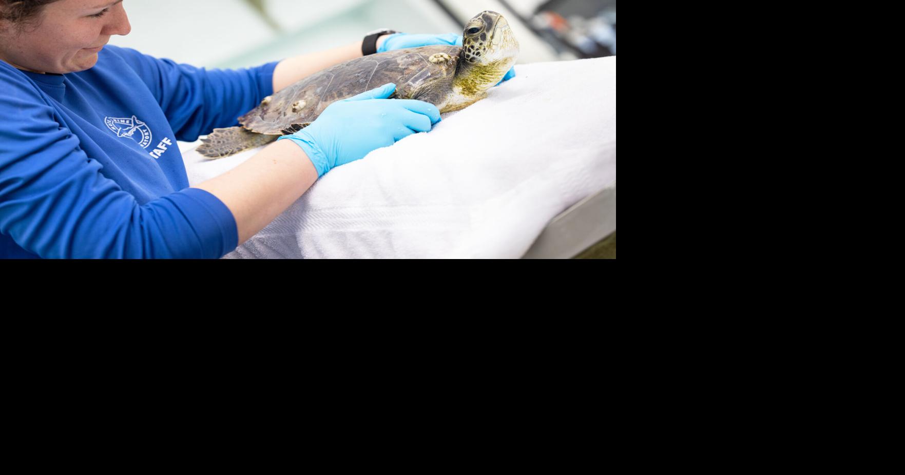 Extra cold temps freeze Florida sea turtles | News | yoursun.com
