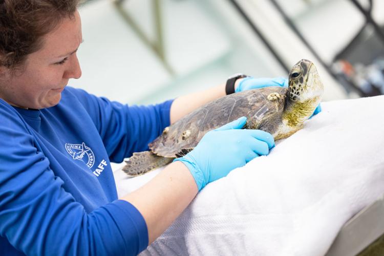 Extra cold temps freeze Florida sea turtles | News | yoursun.com