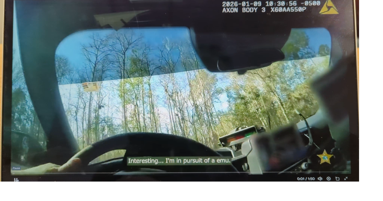WITH VIDEO: Deputy captures runaway emu 'Don't bite me!' | Breakingnews ...