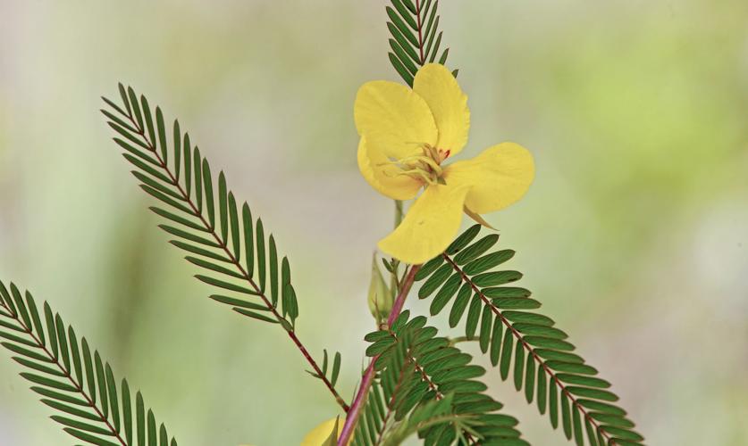 Check out Prairie/Shell Creek Preserve | Waterline | yoursun.com