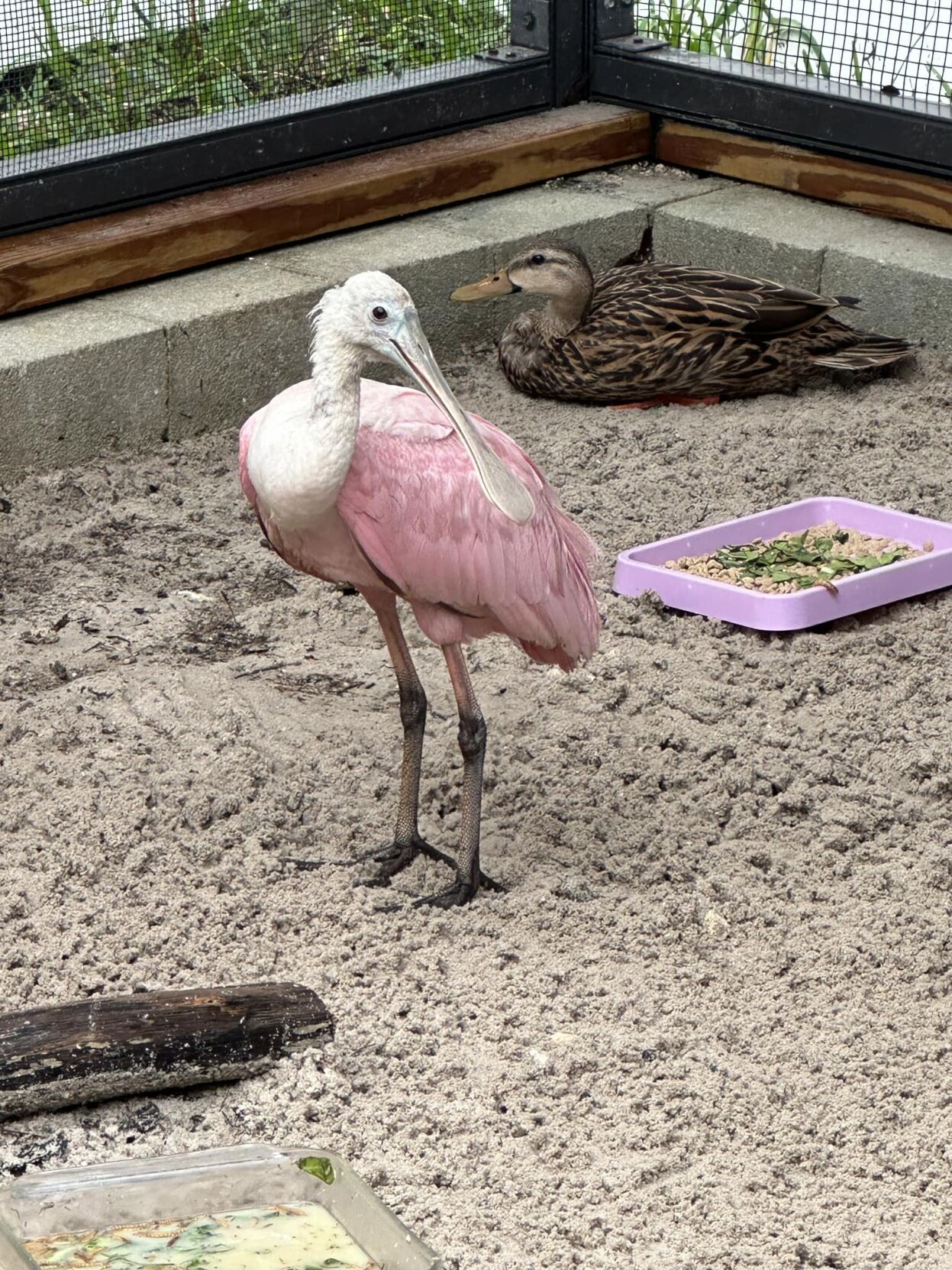 Peace River Wildlife Center rehabs and release animals | Port Charlotte ...