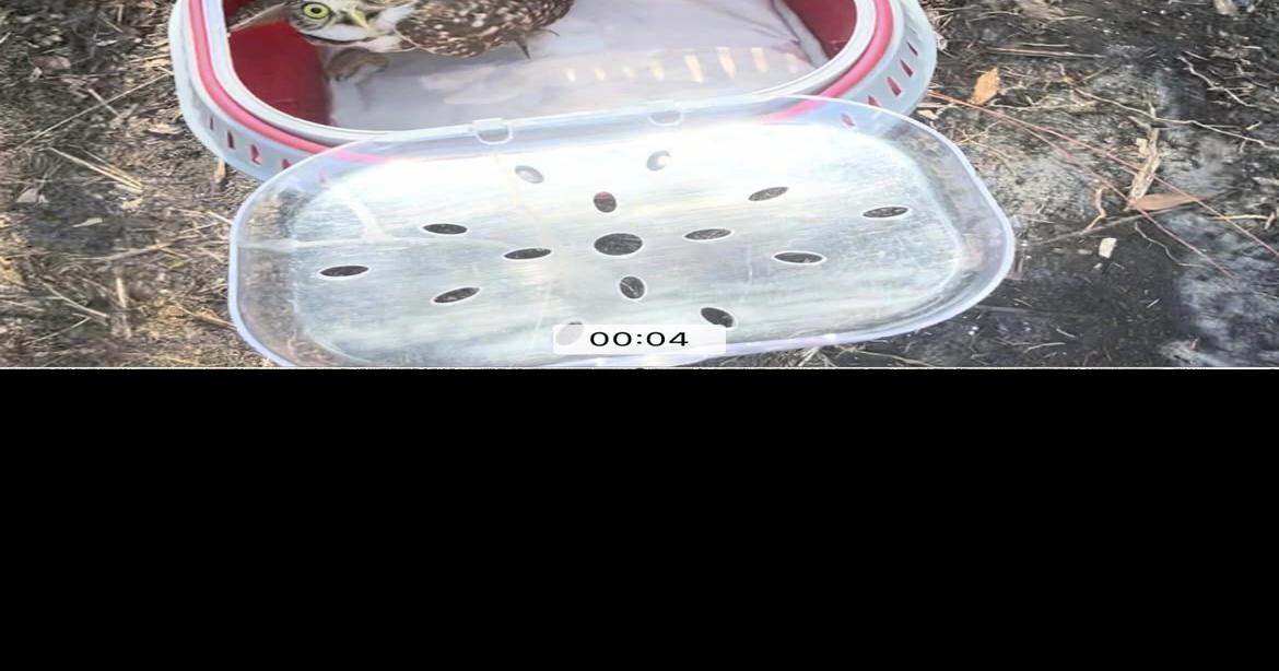 Peace River Wildlife Center rehabs and release animals | Port Charlotte ...