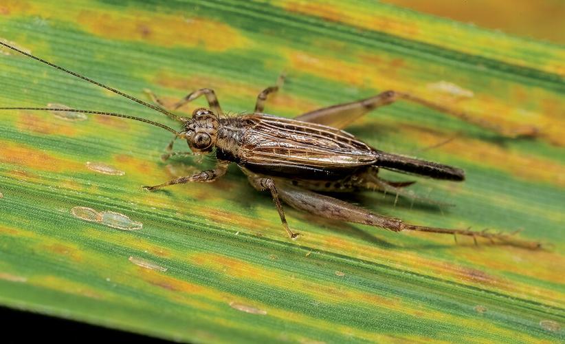 Backyard bug safari | Waterline | yoursun.com