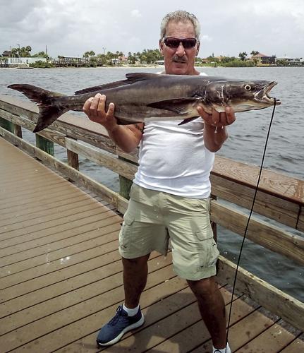 A shot at a cobia | Waterline | yoursun.com