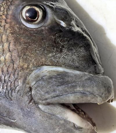 Where did all the sheepshead come from? | Waterline | yoursun.com