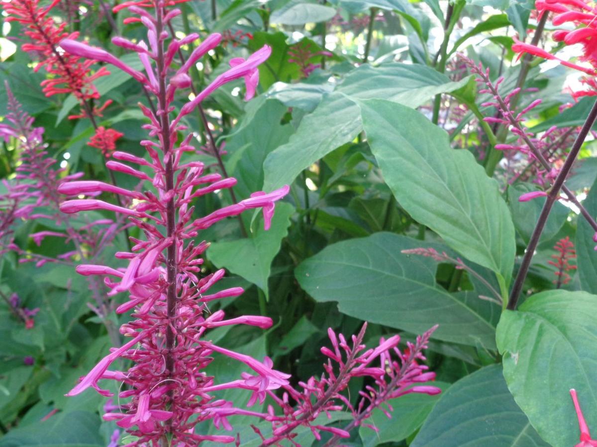 Firespike is a great winter bloomer | News | yoursun.com