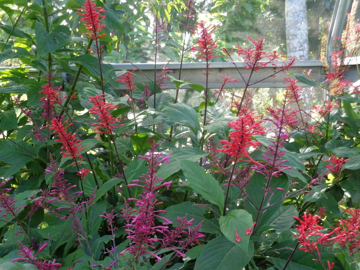 Firespike is a great winter bloomer | News | yoursun.com