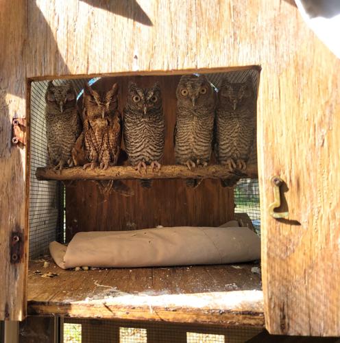 Venice's sanctuary for injured animals | News | yoursun.com