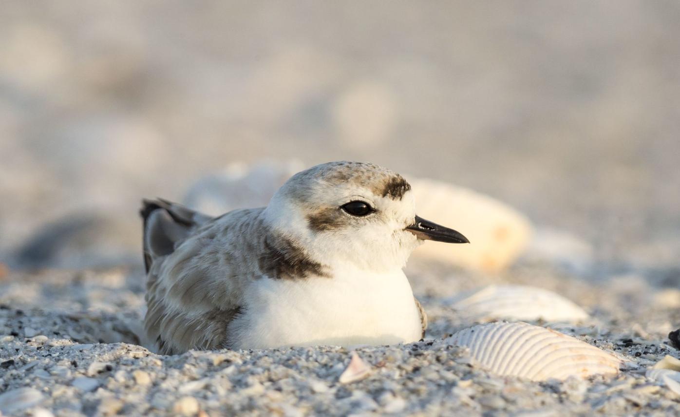 Shorebirds nesting well despite red tide | Local | yoursun.com