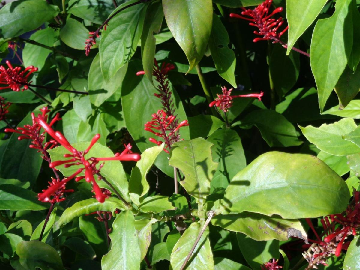 Firespike is a great winter bloomer | News | yoursun.com