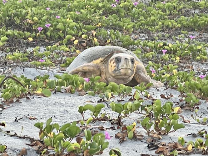 It's a good year for sea turtles | News | yoursun.com