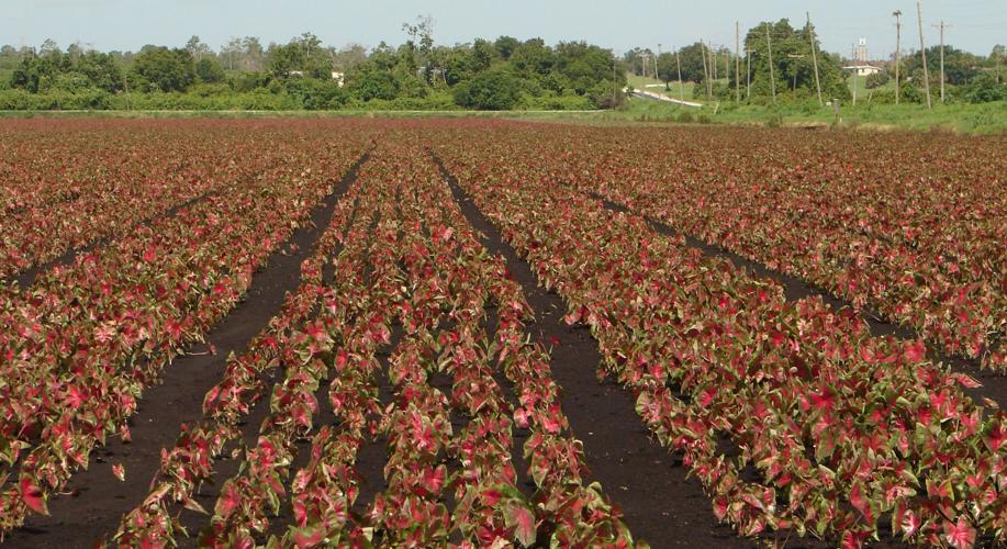 History of the Lake Placid Caladium Festival | Newsarchives | yoursun.com