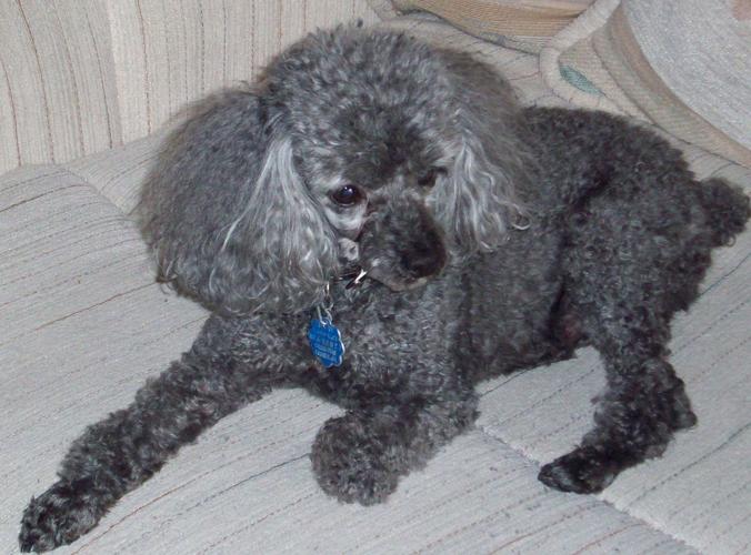 Wily coyotes and your dog | News Archives | yoursun.com