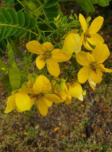 COLUMN: Yellow flowers on the horizon | Daily Break | yoursun.com