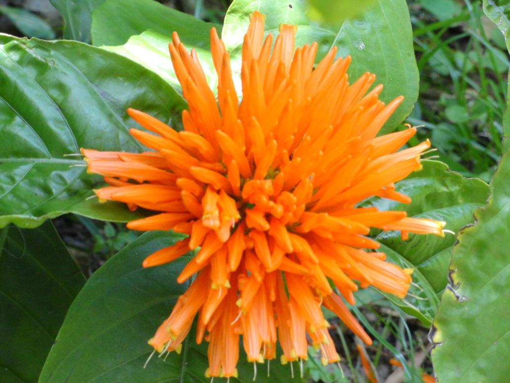 COLUMN: Still orange and flowering after 10 years | Port Charlotte News ...