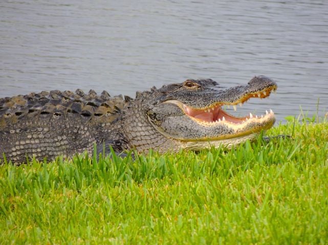 ‘My gator is cuter than yours’ | News Archives | yoursun.com
