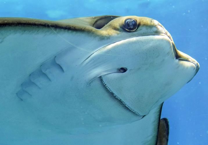 Meet the cownose | Waterline | yoursun.com