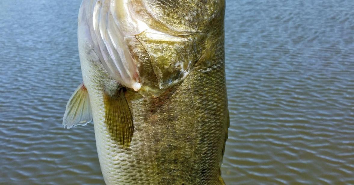 Post-spawn bassin’ | Waterline | yoursun.com