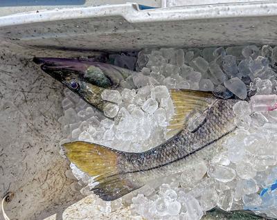 Snook harvest? Your call | Waterline | yoursun.com