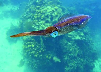 Do fish like calamari? | Waterline | yoursun.com