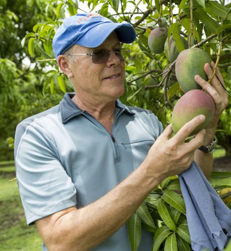 UF researchers developing tastier mangos | | yoursun.com