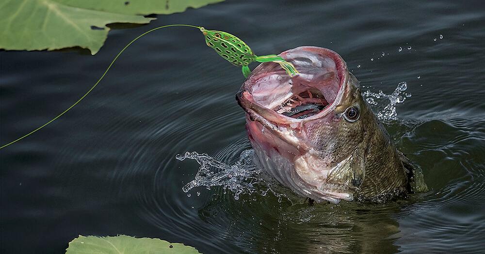 Soft plastic topwater baits | Waterline | yoursun.com