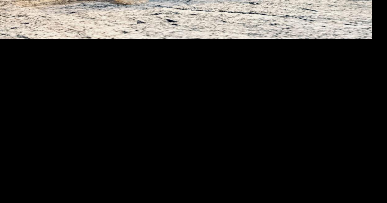 RAINBOW BRIDGE: Crossing the rainbow bridge at home | News | yoursun.com