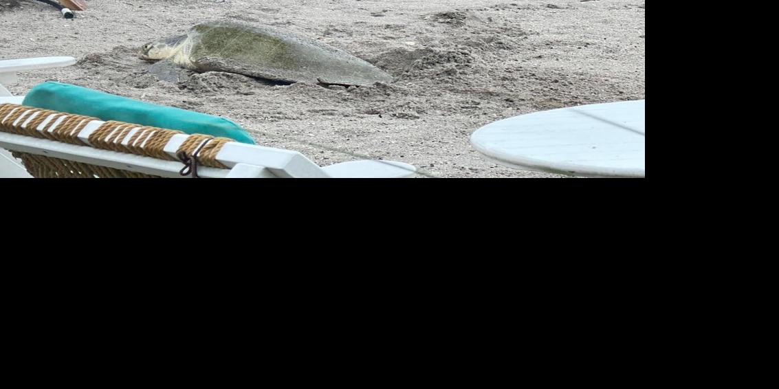 Rare sea turtle braves turbulent weather | News | yoursun.com