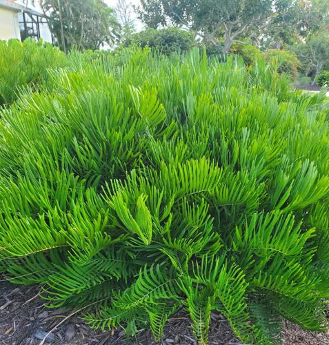 COLUMN: There is nothing like a coontie | Daily Break | yoursun.com