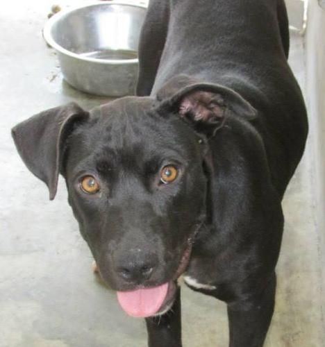 Merry PAWSmas: a pet adoption event | Newsarchives | yoursun.com