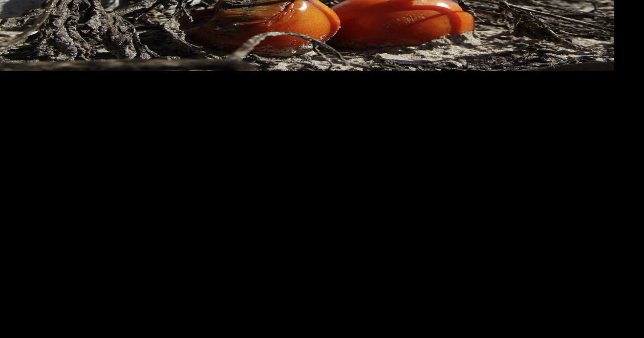 Tomato surplus blooms despite cold snap | News Archives | yoursun.com