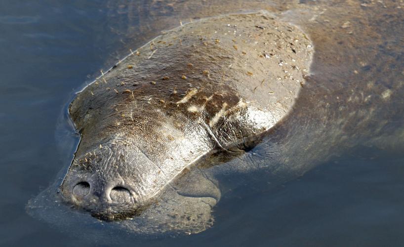 'Bubs' is stable at SeaWorld - Sick manatee in Punta Gorda canal was ...