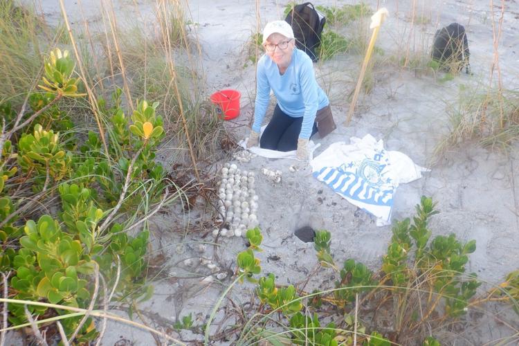 It's a good year for sea turtles | News | yoursun.com
