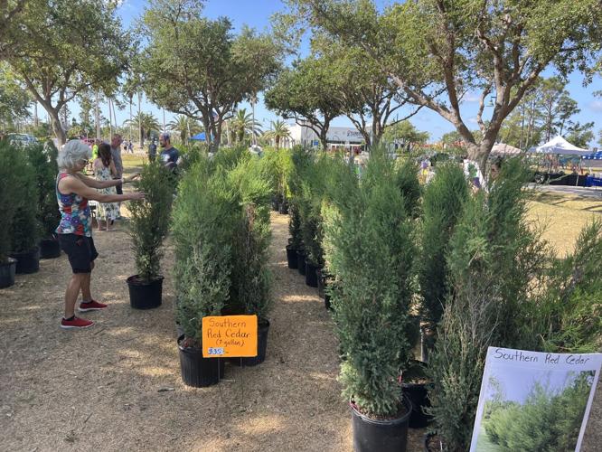 People grab trees at the People for Trees fair | News | yoursun.com