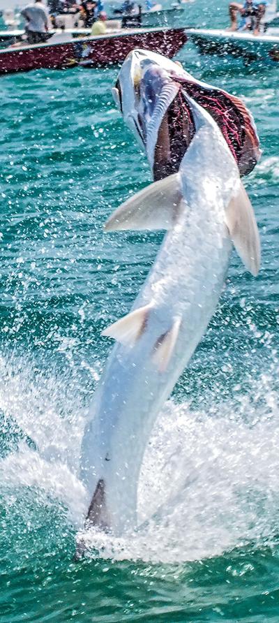 Get geared up for tarpon | Waterline | yoursun.com
