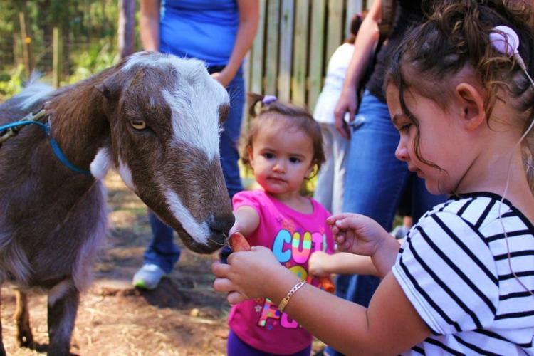 Fun on the farm | News Archives | yoursun.com