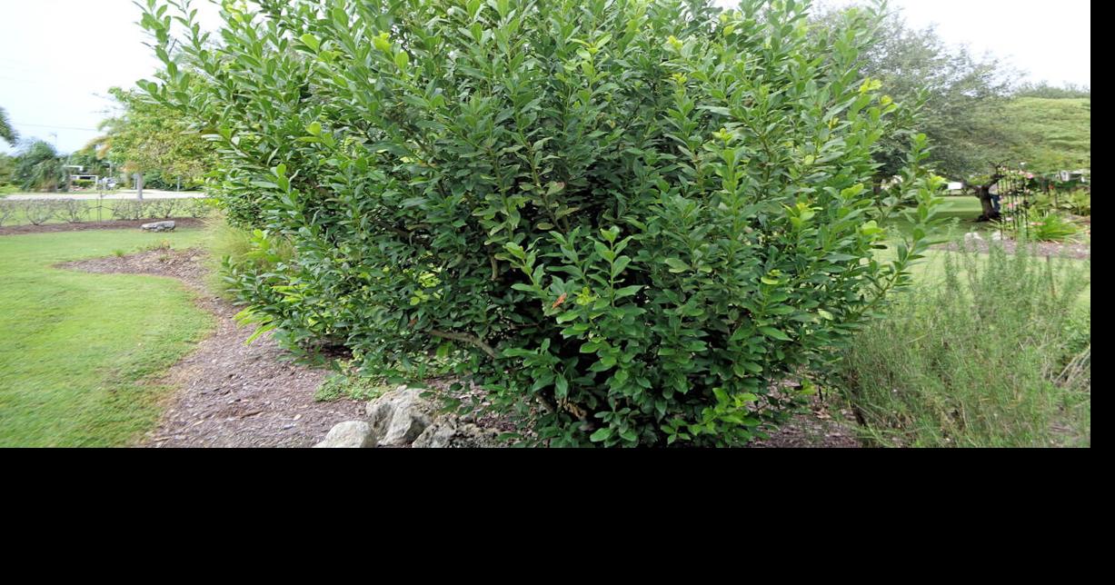 COLUMN: Bay serves a role in the kitchen and in the yard | Port ...