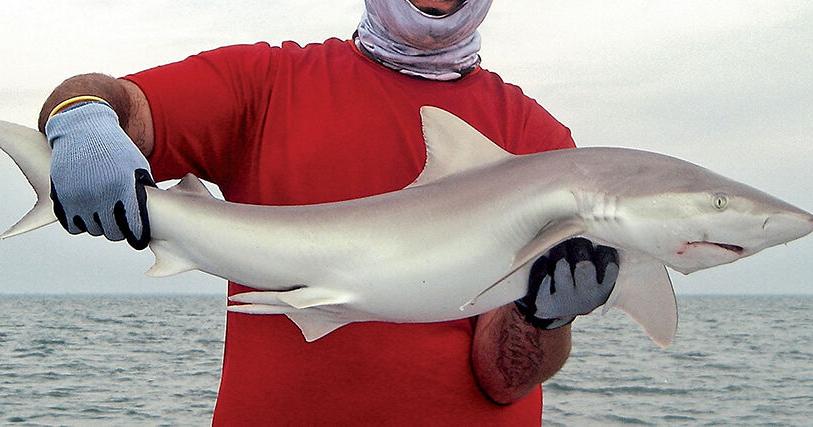 Sharks in winter? Um — yeah | Waterline | yoursun.com