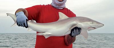 blacknose shark