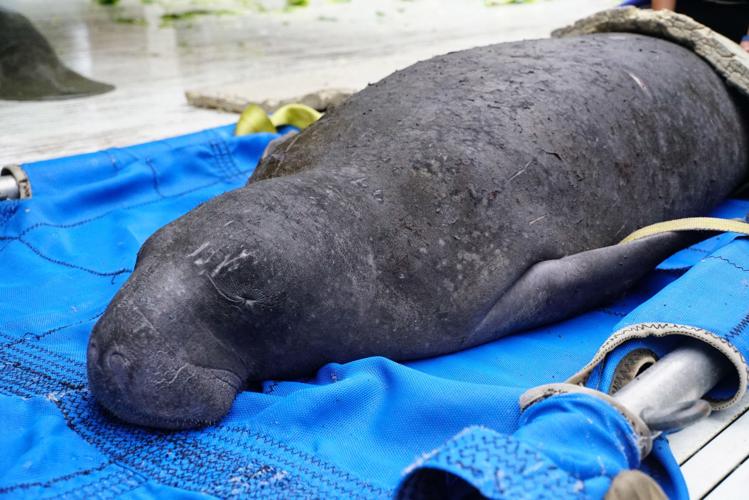 'Bubs' is stable at SeaWorld - Sick manatee in Punta Gorda canal was ...