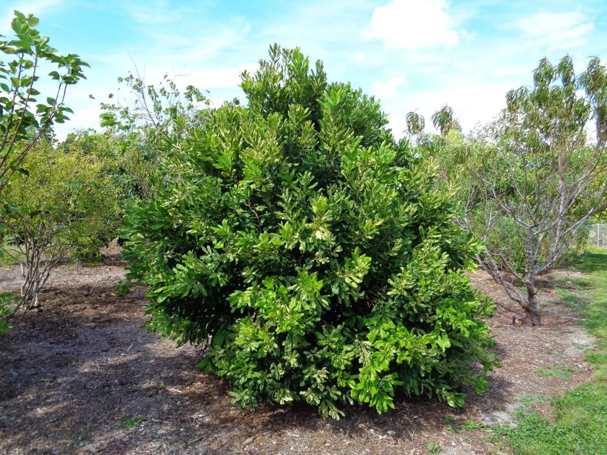 Macadamia has delightful smell | News | yoursun.com