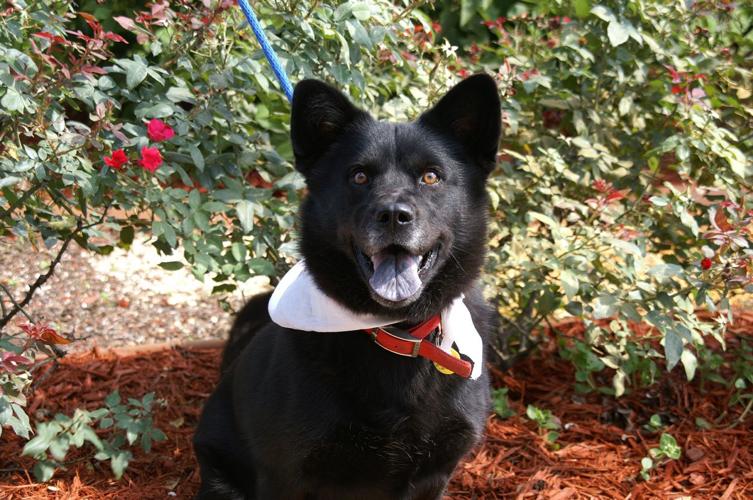 AWL Pets of the Week | News Archives | yoursun.com