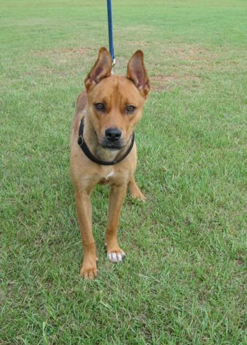 AWL pets of the week | News Archives | yoursun.com