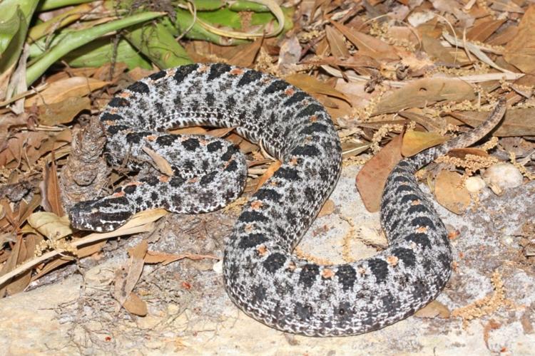 Pygmy rattler hides in car, bites Englewood man | The Daily Sun ...