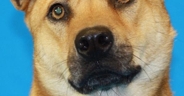 AWL Pet of the Week | News Archives | yoursun.com