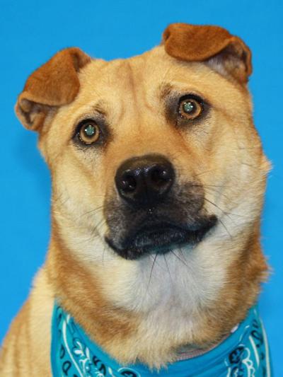 AWL Pet of the Week | News Archives | yoursun.com