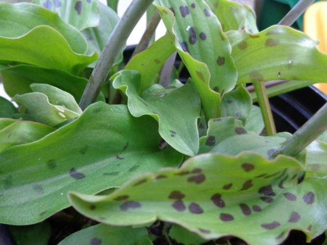Riddle me this – when is a Hosta not a Hosta? | News Archives | yoursun.com