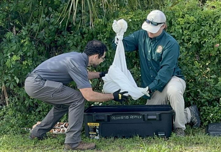 On python patrol: Burmese pythons have been seen in area | Port ...